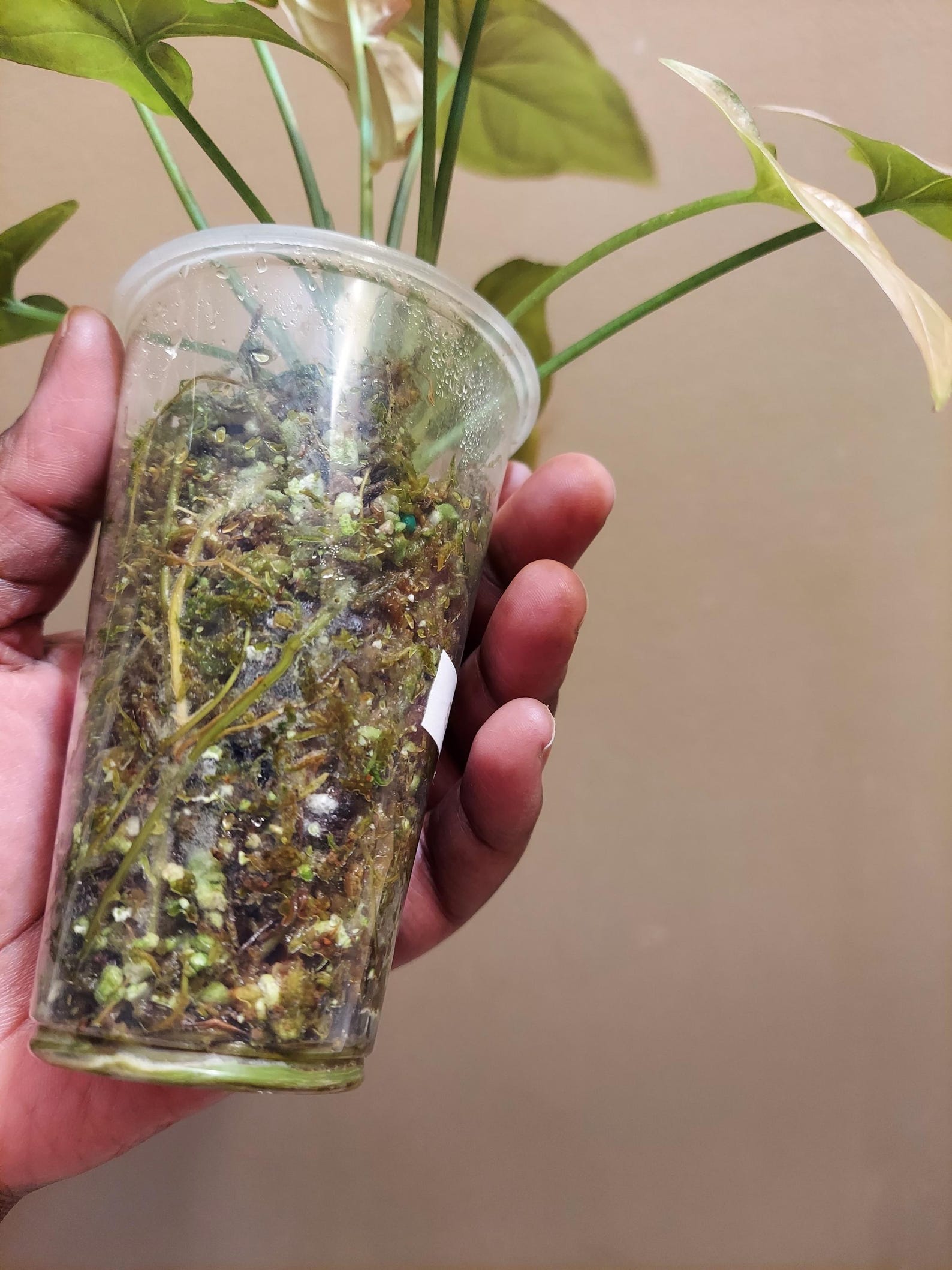 Reverted Syngonium Red Spot Tricolor - Etsy