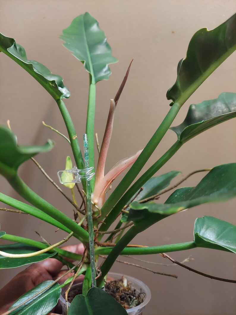 Philodendron Jungle Boogie Tiger Tooth - Etsy