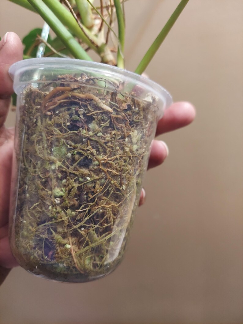 Philodendron Jungle Boogie Tiger Tooth - Etsy