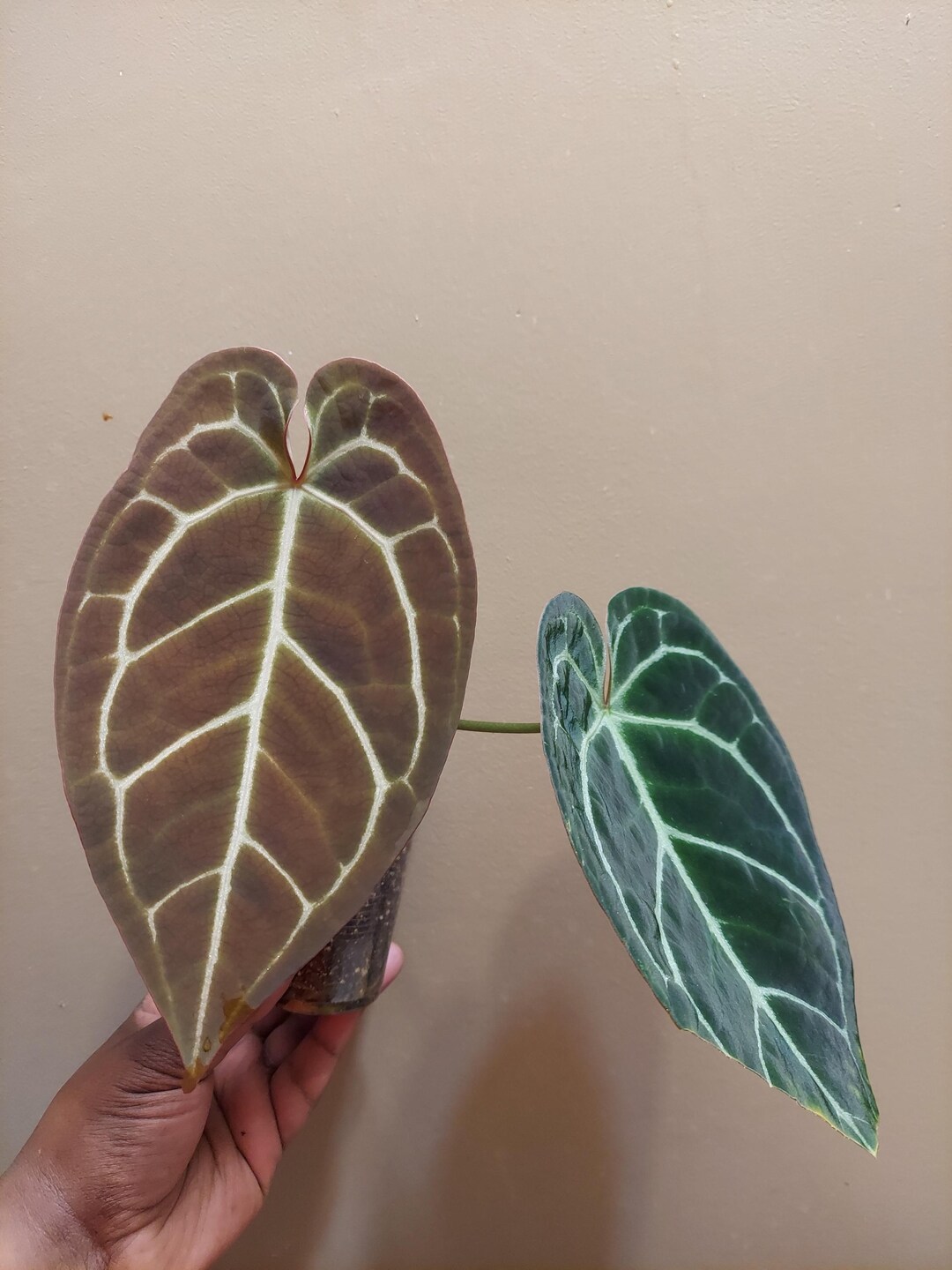 Anthurium AOS X Forgetti X Tims Black - Etsy