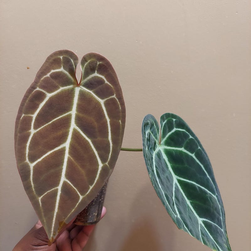 Anthurium Forgetii - Etsy