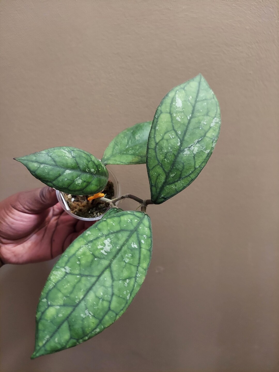 Hoya Irina - Etsy