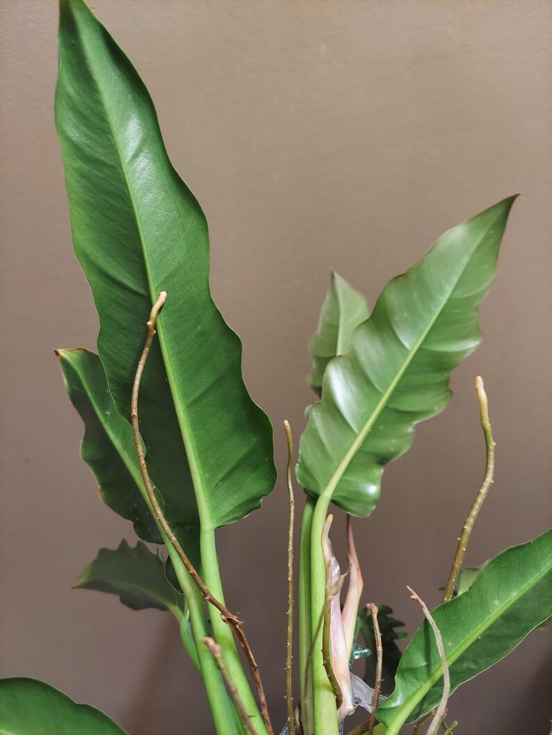 Philodendron Jungle Boogie Tiger Tooth - Etsy