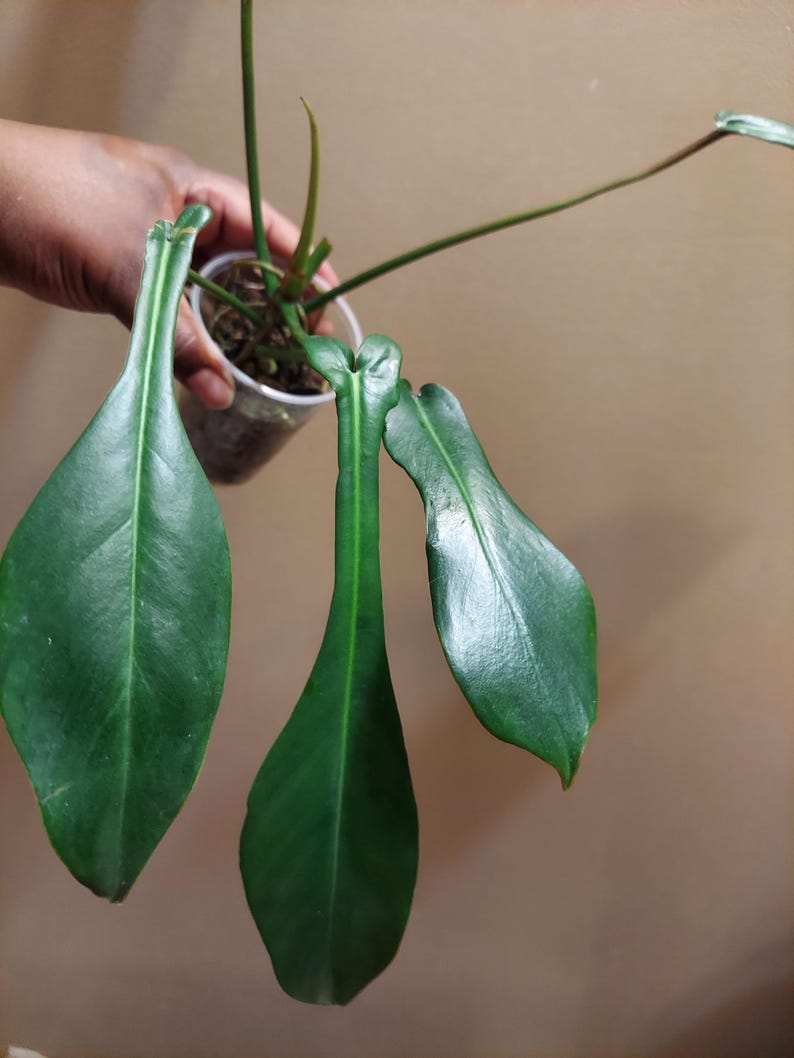 Philodendron Joepii - Etsy