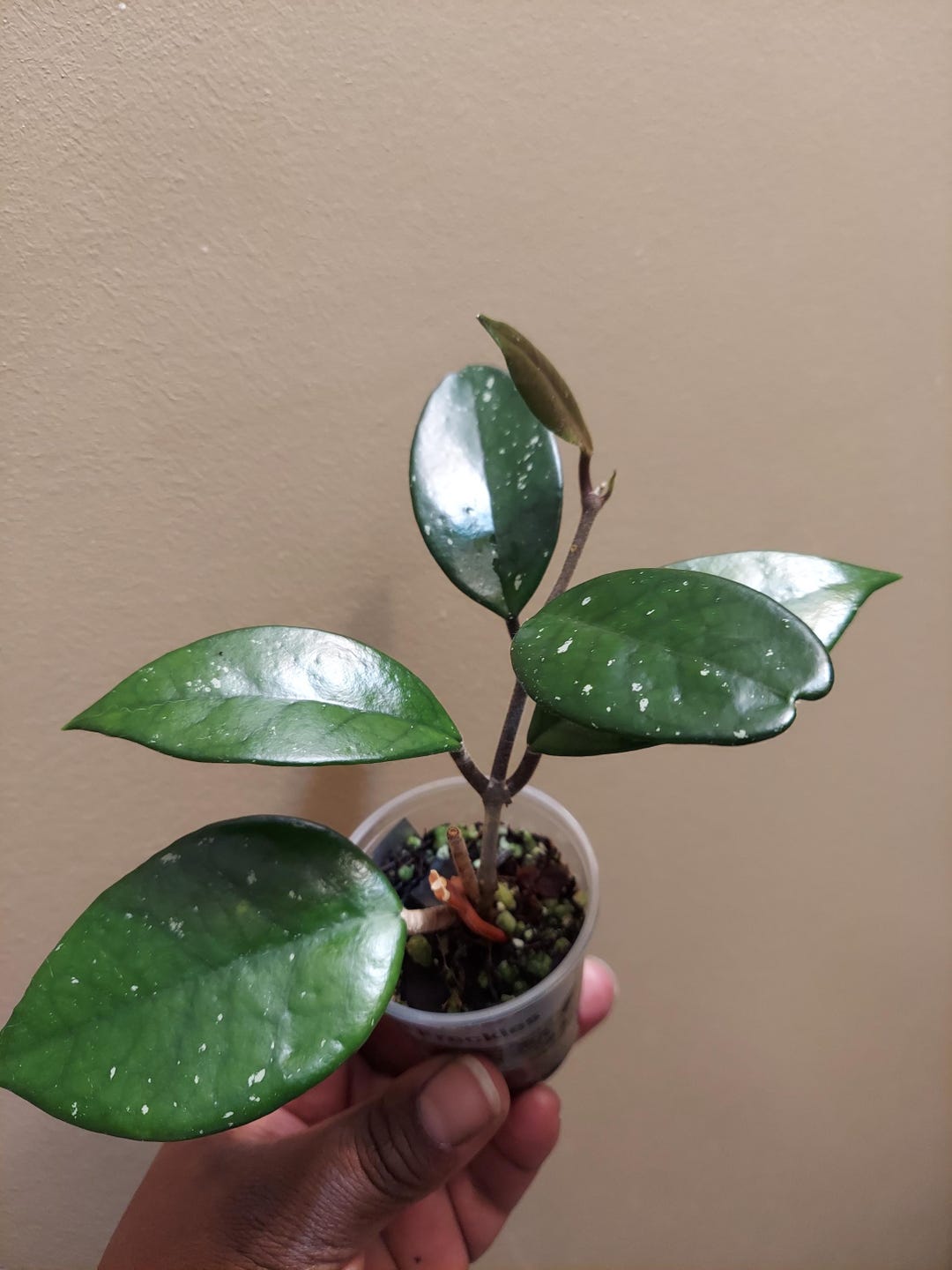 Hoya Carnosa Freckles Splash Lightly Rooted - Etsy