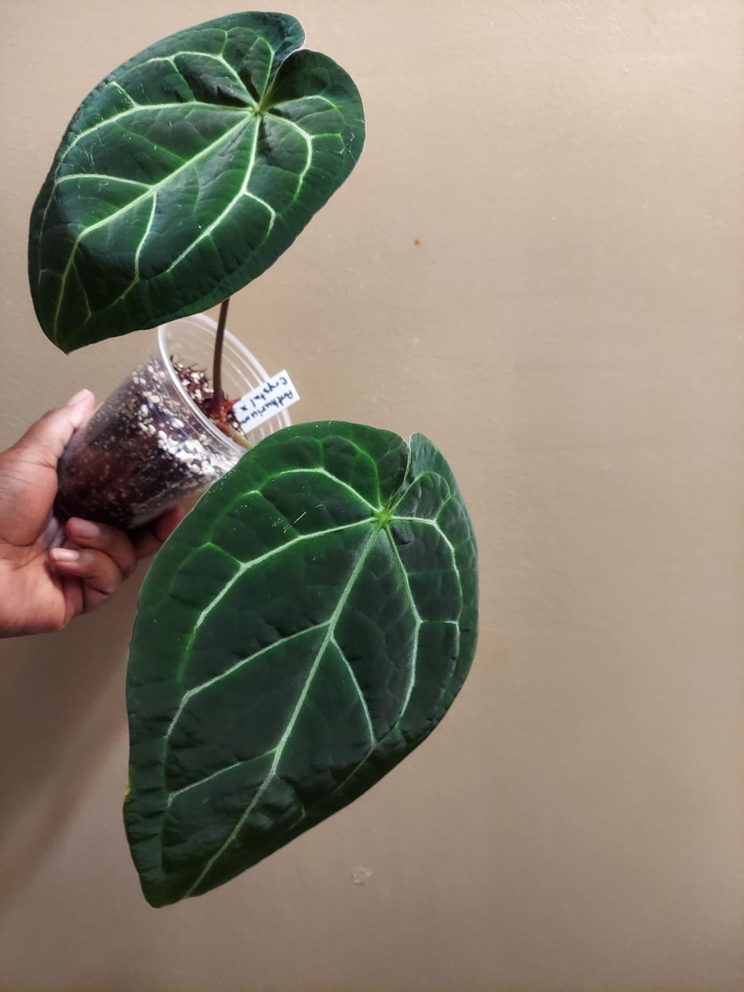 Anthurium Crystallinum X AOS - Etsy