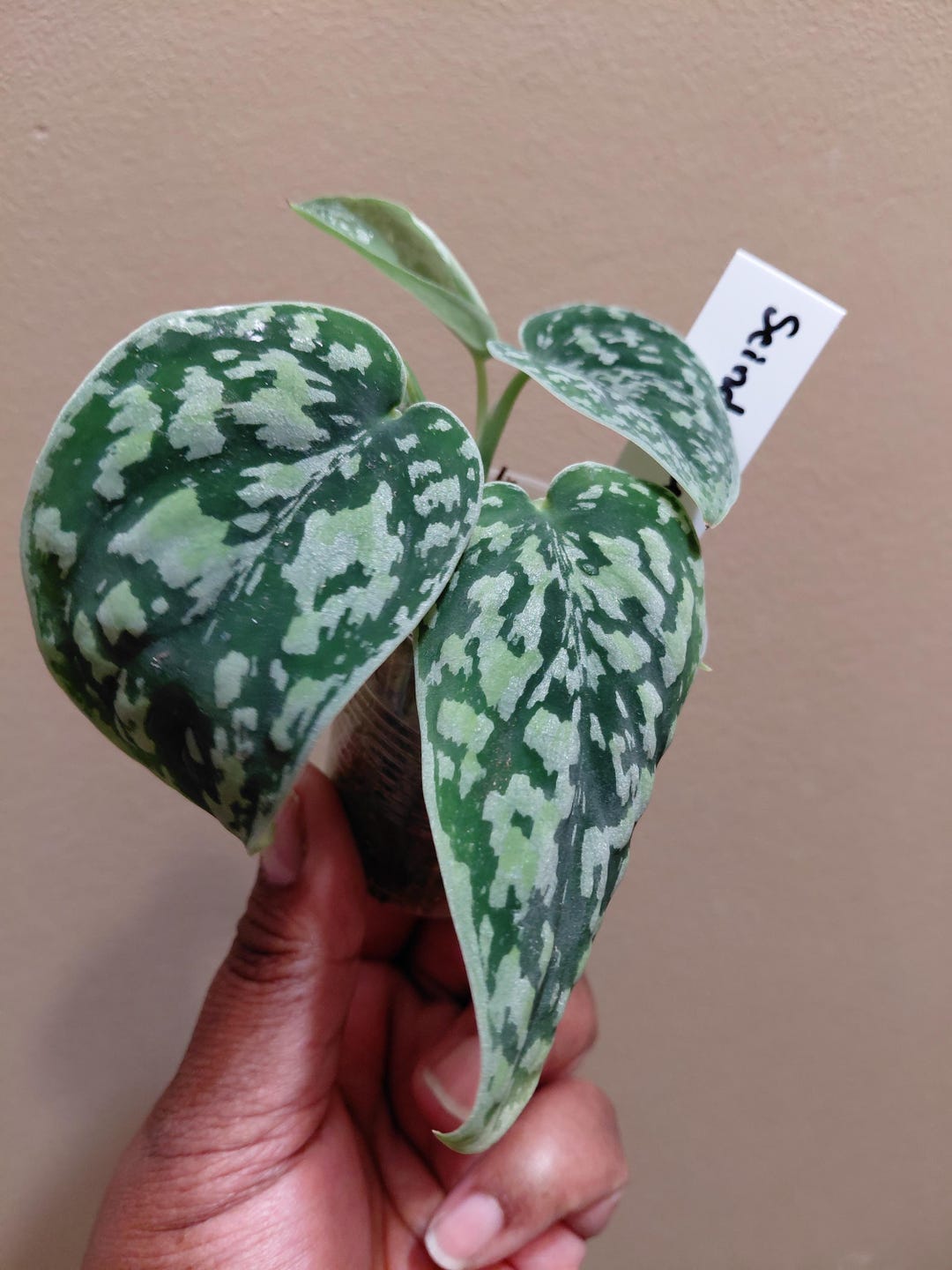 Scindapsus Tricolor - Etsy