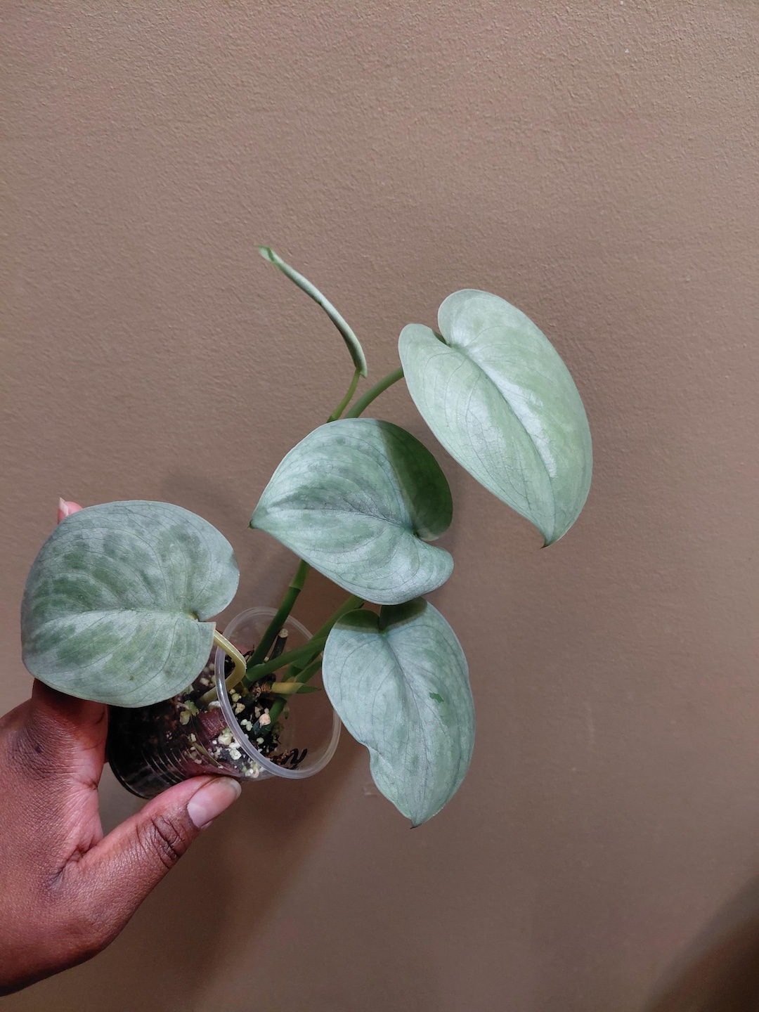 Scindapsus Platinum Plant #5 (photos Updated 11/20/25) - Etsy