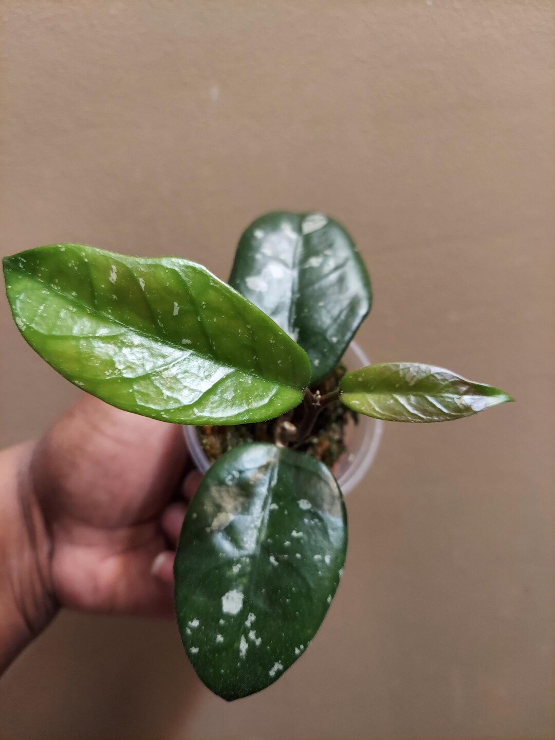 Hoya Cv Heidi - Etsy