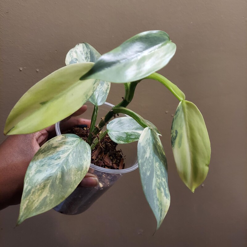 Philodendron Silver Sword - Etsy