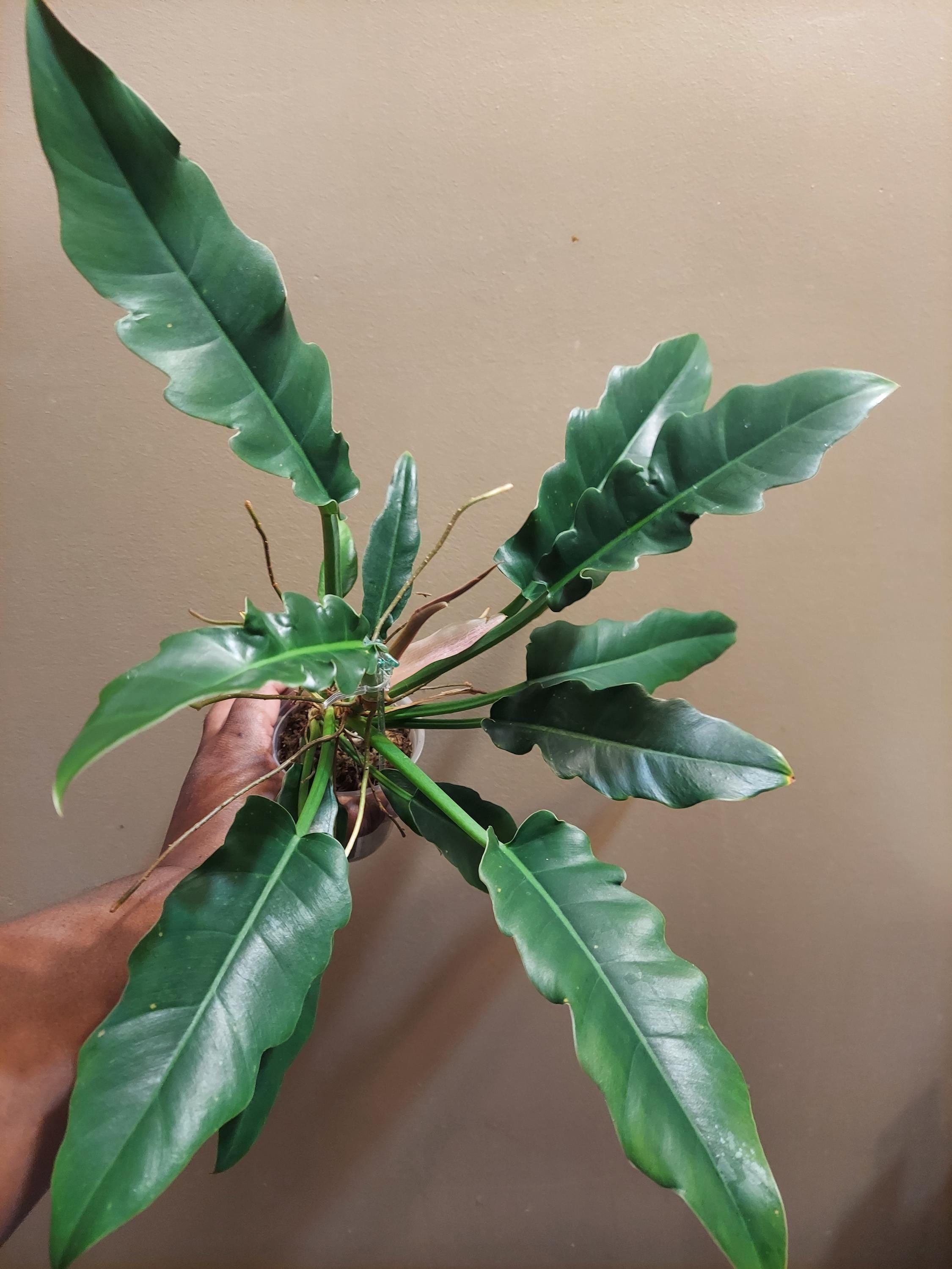 Philodendron Jungle Boogie Tiger Tooth - Etsy