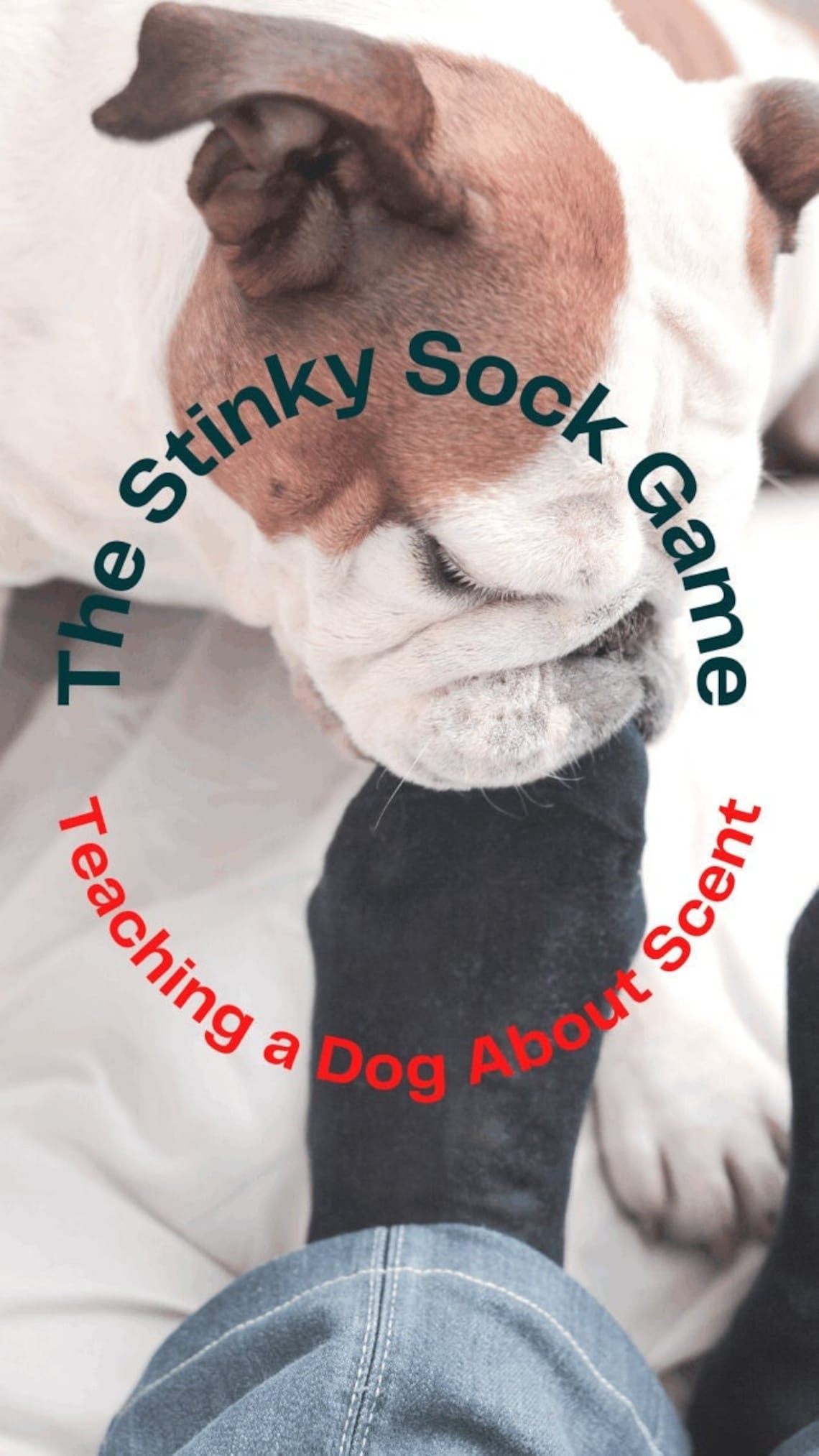 The Stinky Sock Pocket Game - Etsy