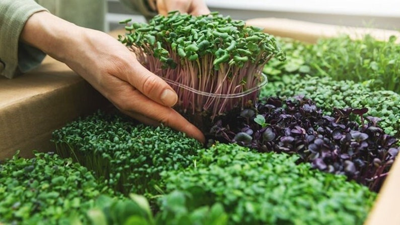 Microgreen Seeds - Organic Superfood Blend of Kale, Kohlrabi, Arugula ...