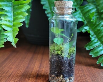 Mini Wandering Jew - Etsy