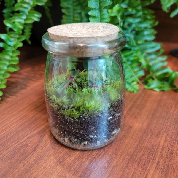 Live Moss Terrarium - Etsy