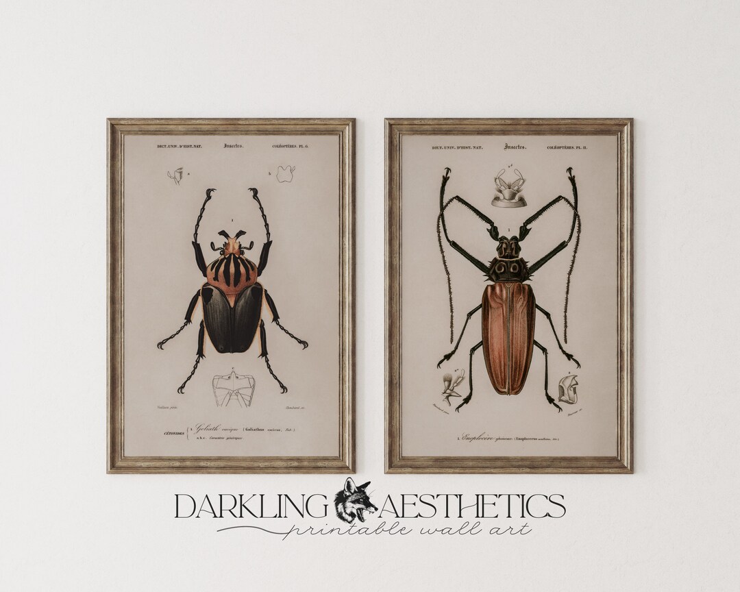 Set of 2 Beetle Chart Prints | Vintage Moody Cottagecore Victorian ...