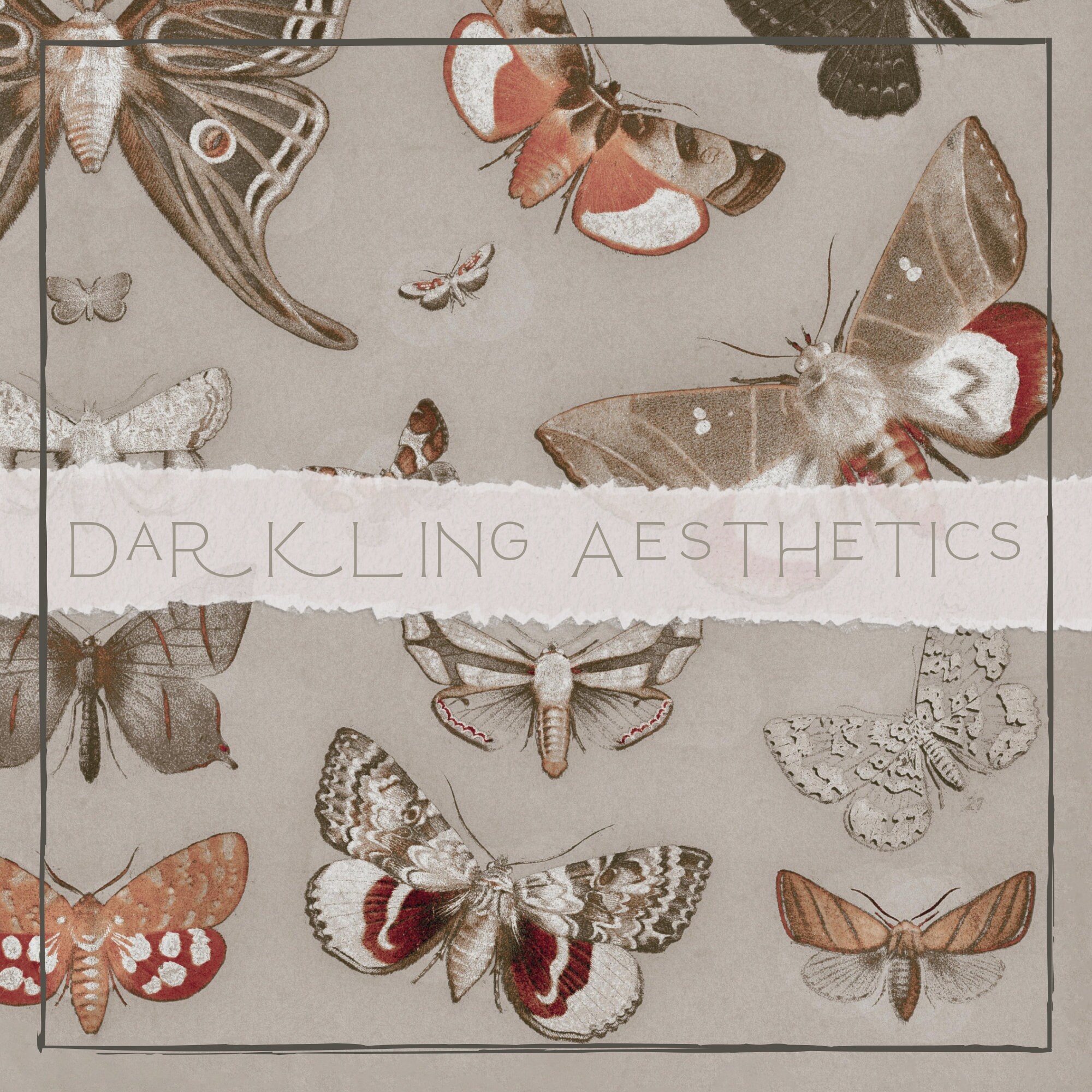 Moth Lithograph Print Vintage Cottagecore Moody Victorian - Etsy