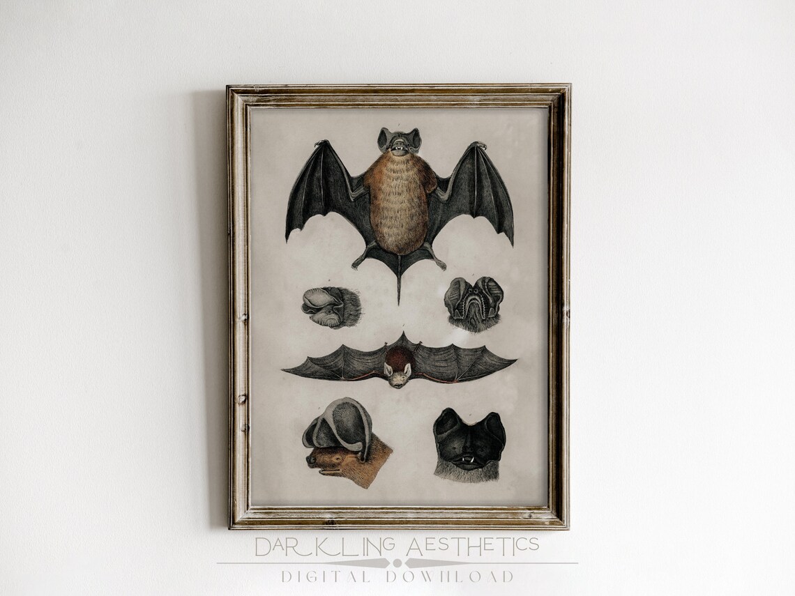 Vintage Bat Chart | Moody Vampire Victorian Dark Cottagecore Printable ...