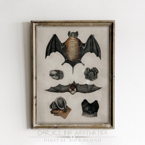 Vintage Victorian Vampire flight Printable Art - Etsy