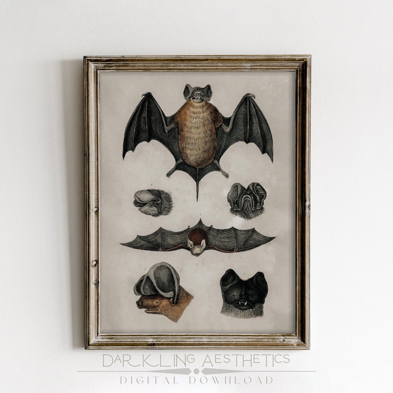 Bat Poster - Etsy