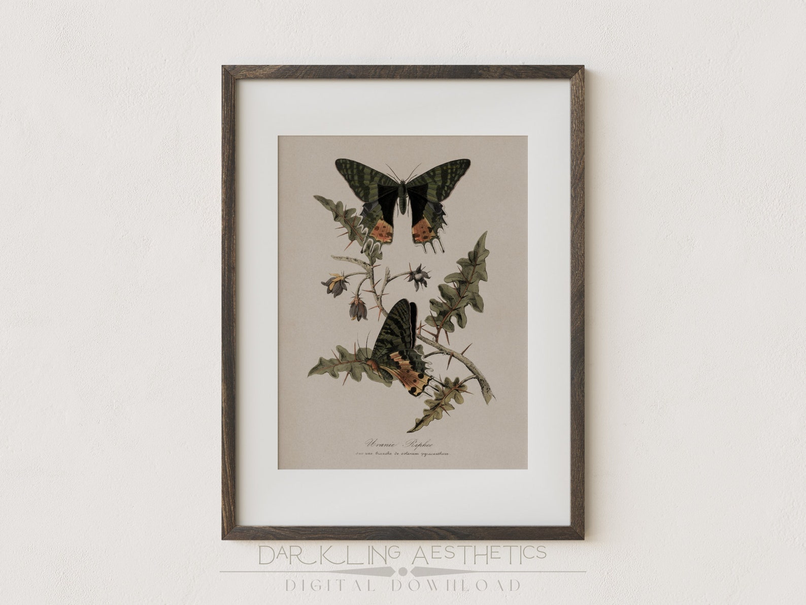 Butterfly Chart Print Vintage Moody Victorian Insect - Etsy