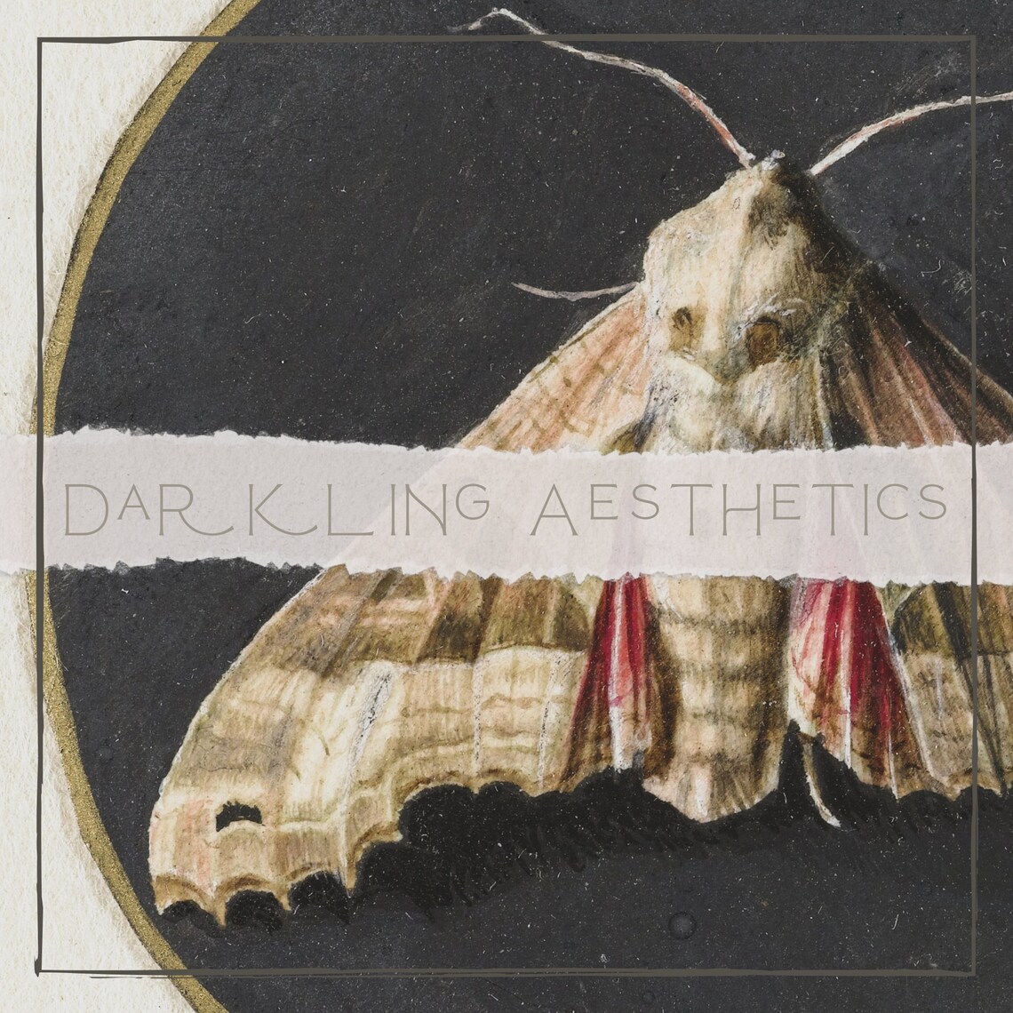 Vintage Victorian Moth Print Moody Dark Cottagecore Insect - Etsy