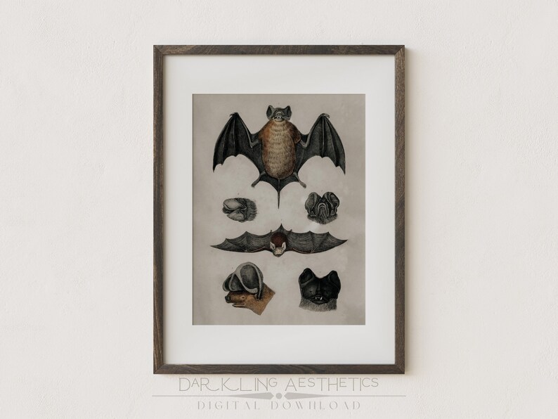 Vintage Bat Chart | Moody Vampire Victorian Dark Cottagecore Printable ...