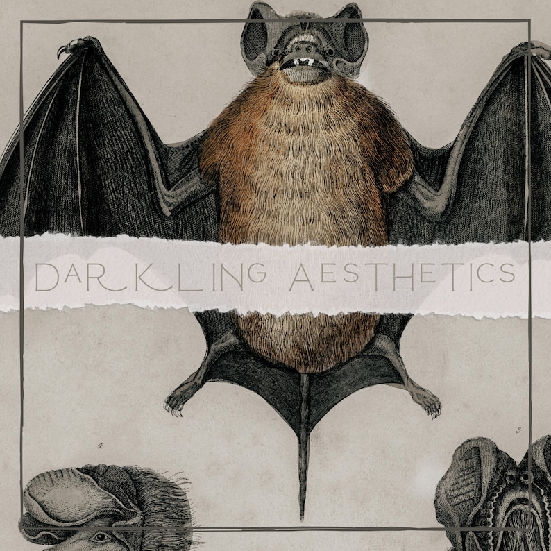 Vintage Bat Chart | Moody Vampire Victorian Dark Cottagecore Printable ...