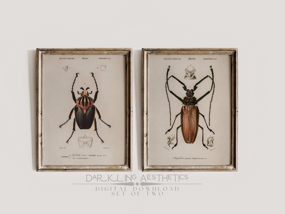 Set of 2 Beetle Chart Prints Vintage Moody Cottagecore Victorian Insect ...