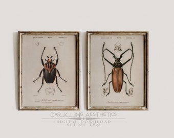 Antique Beetles Vintage Bug PRINTABLE Wall Art Prints Set - Etsy