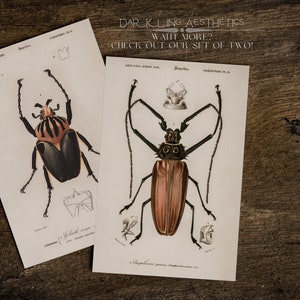 Goliath Beetle Chart Print | Vintage Moody Cottagecore Insect Ephemera ...