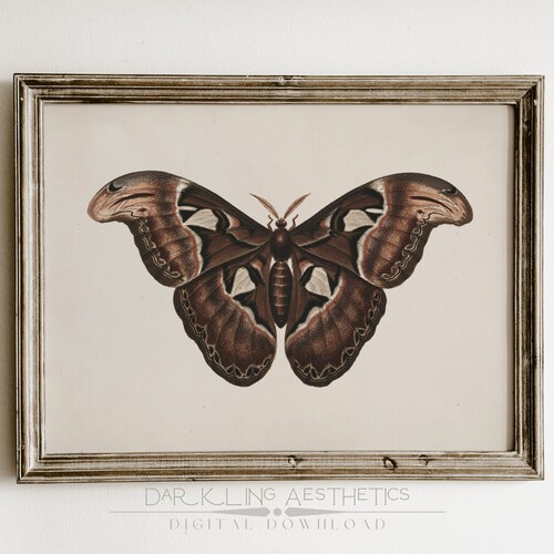 Dark Butterflies Print Vintage Moody Victorian Insect Chart - Etsy