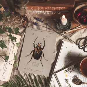 Goliath Beetle Chart Print | Vintage Moody Cottagecore Insect Ephemera ...