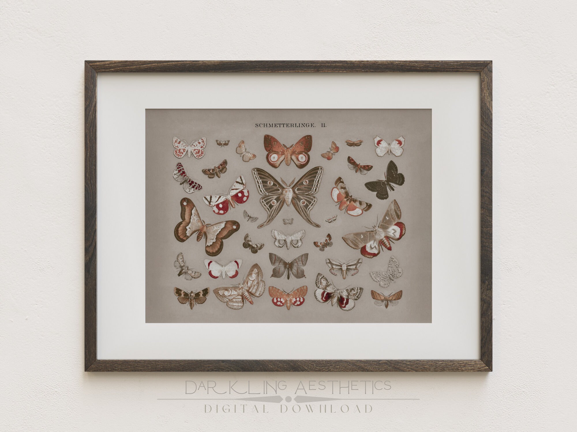 Moth Lithograph Print | Vintage Cottagecore Moody Victorian Insect ...