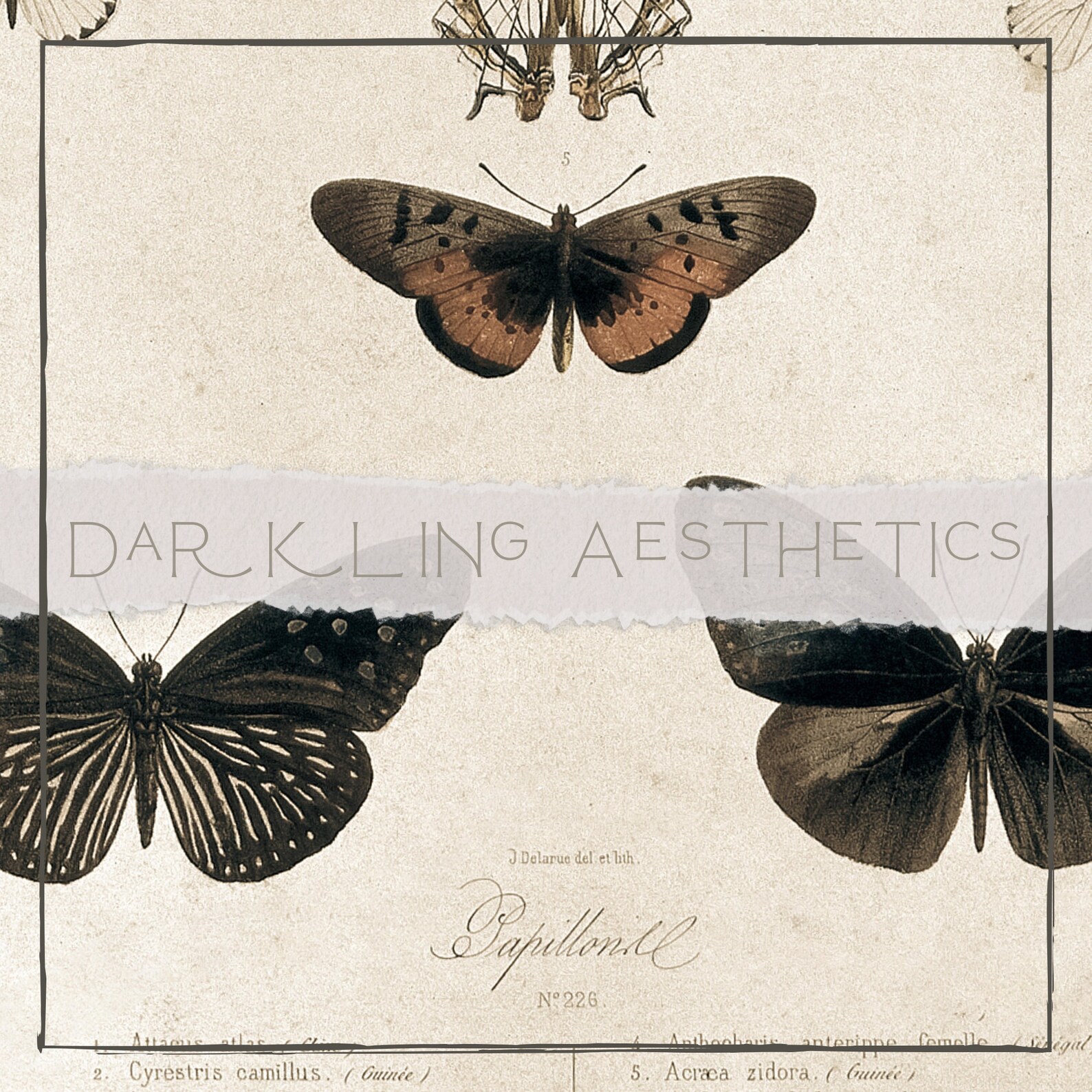 Butterfly and Moth Chart Vintage Moody Cottagecore Insect - Etsy