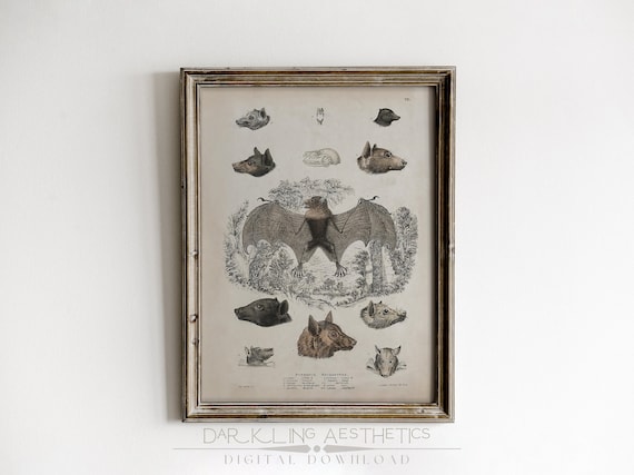 Bat Study Chart Vintage Moody Victorian Dark Cottagecore - Etsy