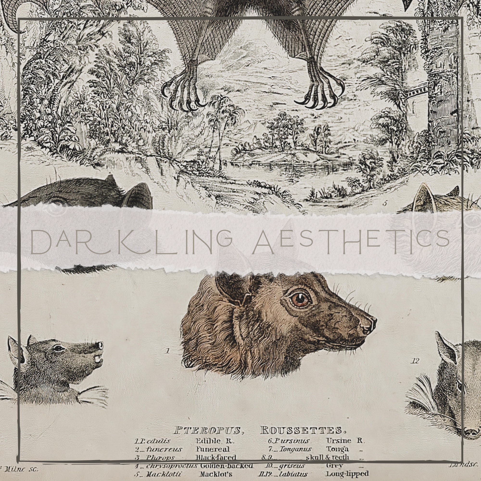 Bat Study Chart Vintage Moody Victorian Dark Cottagecore - Etsy