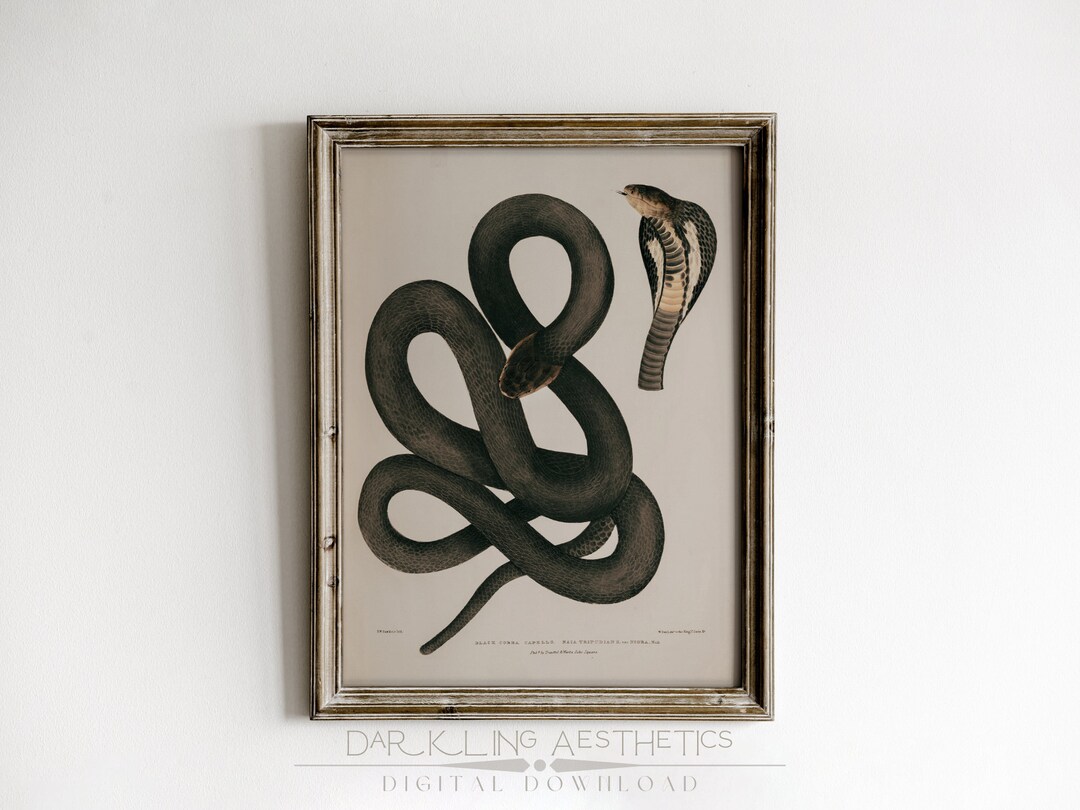 Black Cobra Chart Print Moody Dark Cottagecore Victorian Snake ...