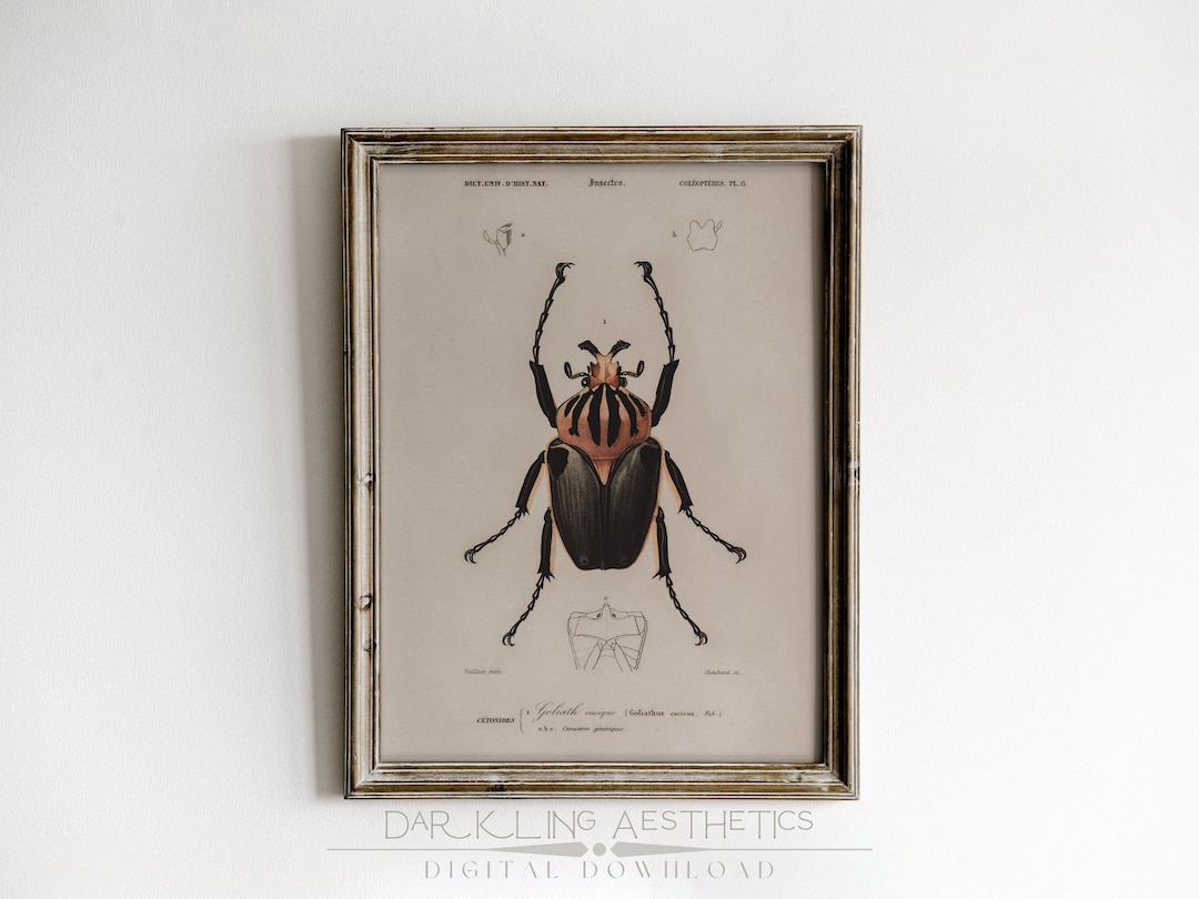 Goliath Beetle Chart Print | Vintage Moody Cottagecore Insect Ephemera ...