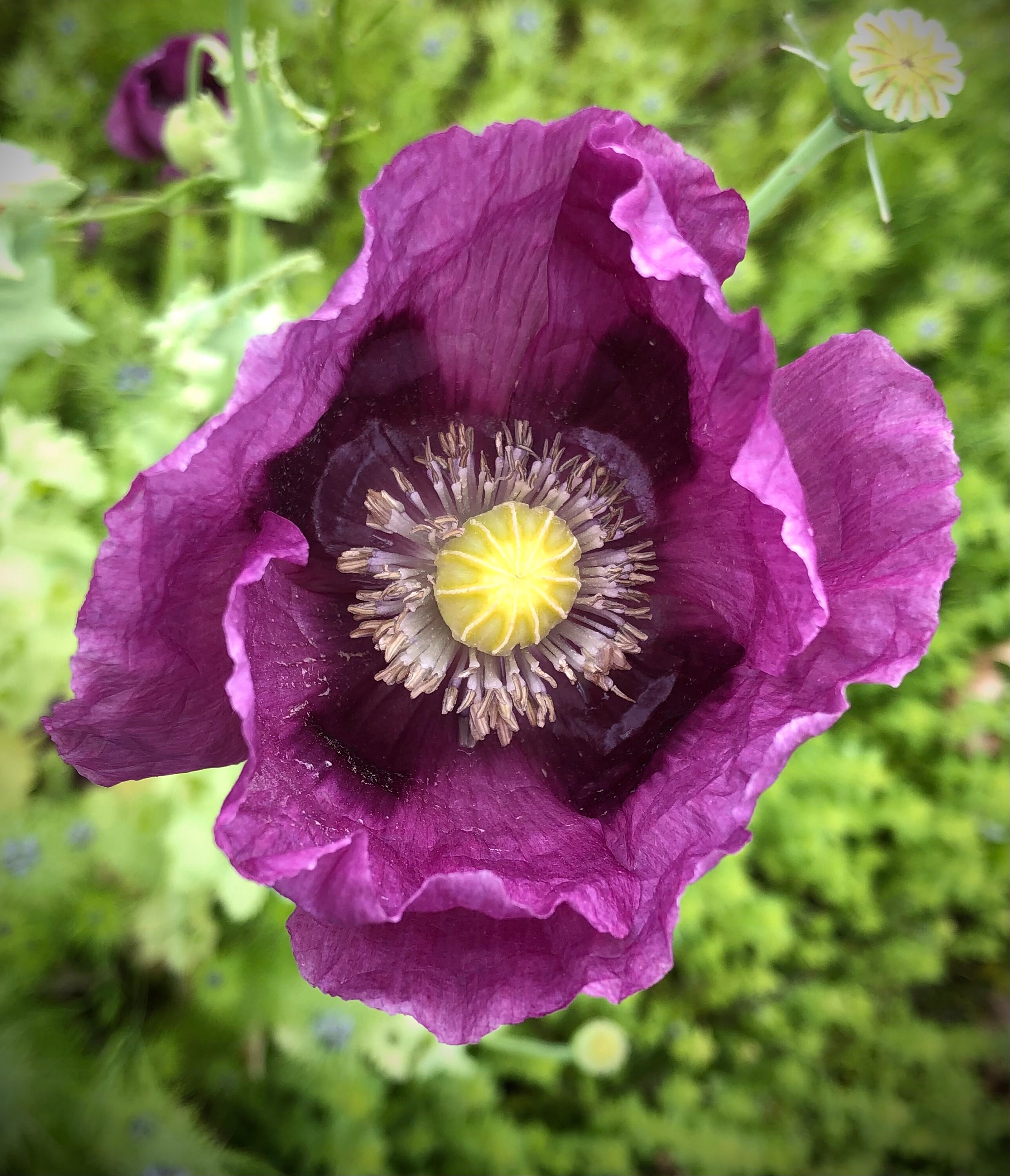 Flower Photograph, Digital Flower Photo Download, Printable Photo ...