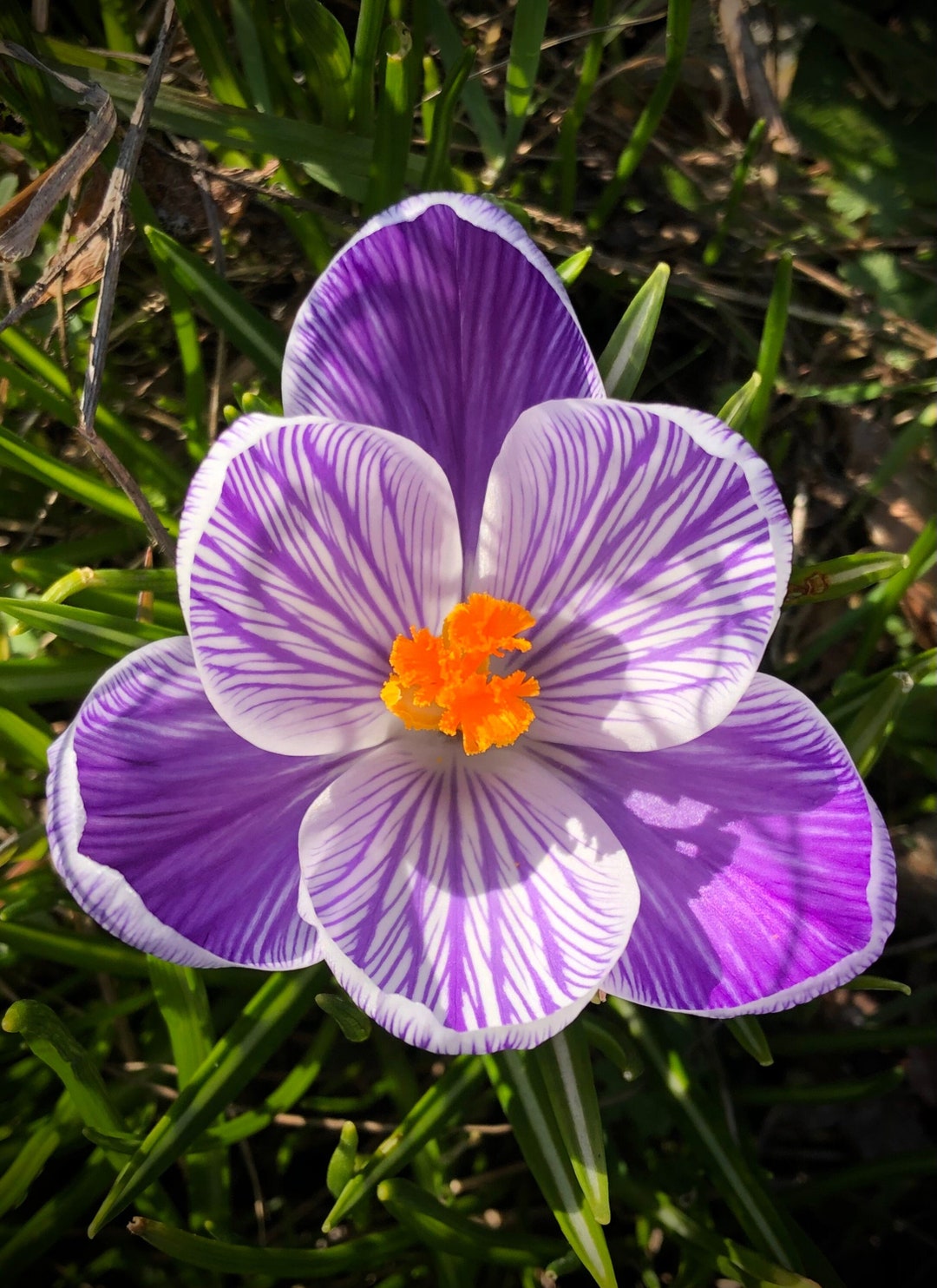 Flower Photograph, Digital Flower Photo Download, Printable Photo ...