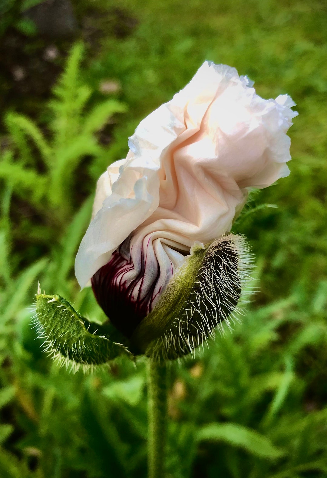 Flower Photograph, Digital Flower Photo Download, Printable Photo ...