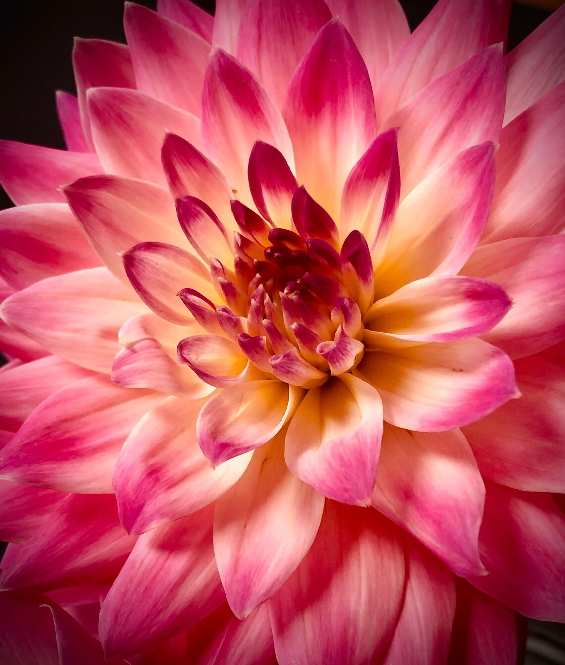 Flower Photograph, Digital Flower Photo Download, Printable Photo ...