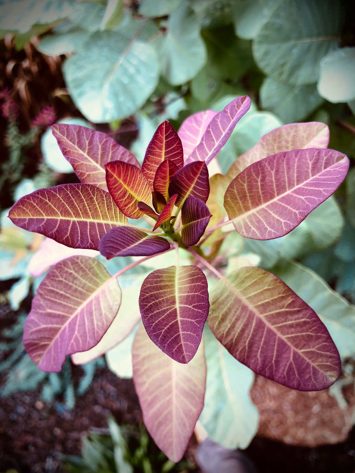 Plant Photograph, Digital Plant Photo Download, Printable Photo ...