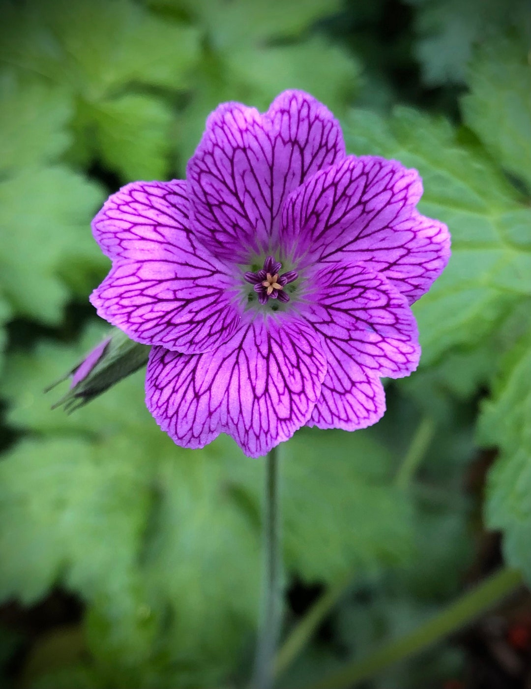 Flower Photograph, Digital Flower Photo Download, Printable Photo ...