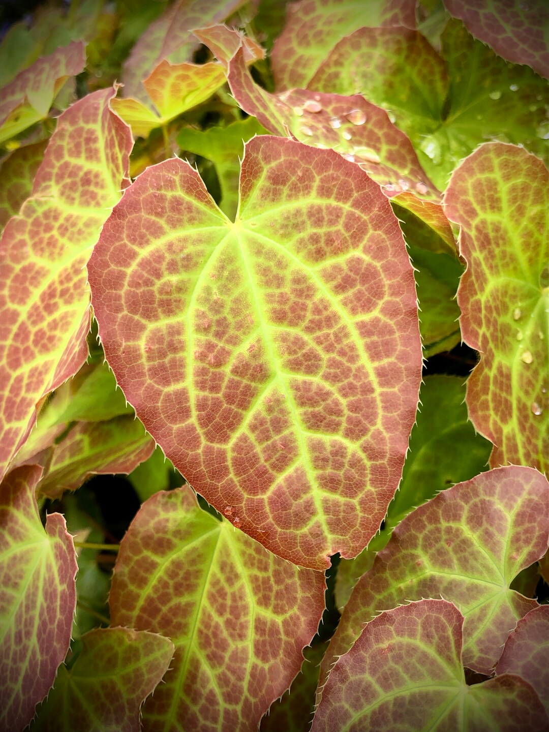 Leaf Photograph, Digital Leaf Photo Download, Printable Photo ...