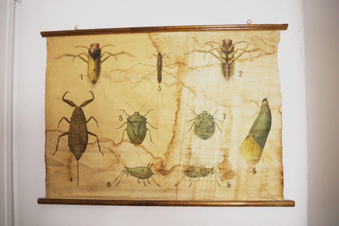 Large 1900's School Illustrated Insect Banner Roll Down 40"x28" - Etsy
