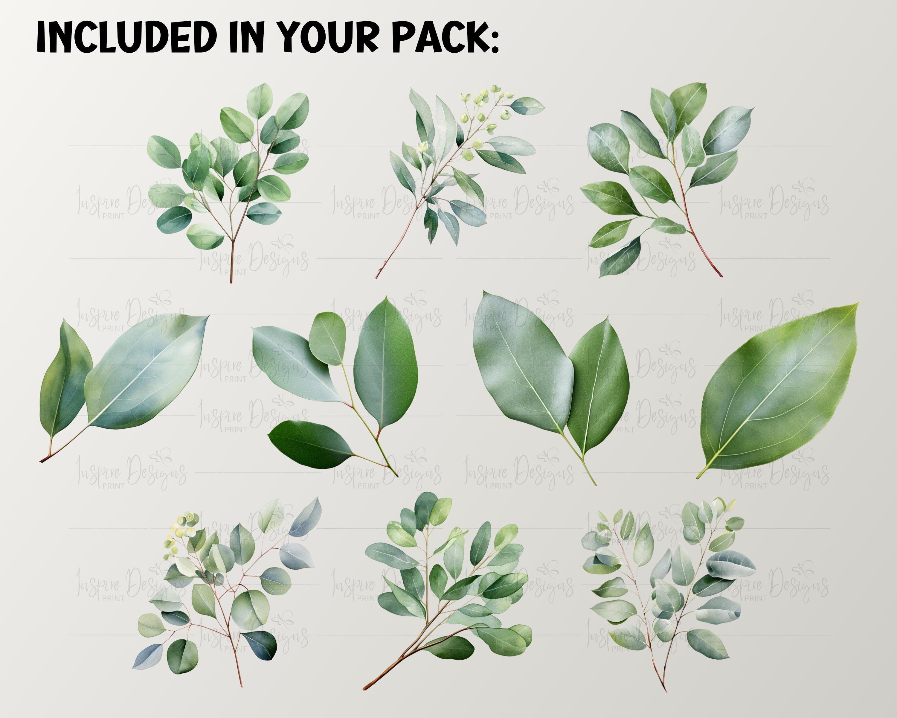 Eucalyptus Trees Watercolor Clipart, Digital Nature Green Leaves ...