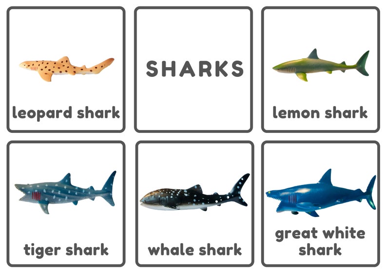 Exact Match | Kmart Ocean Animal | Montessori Card Game - Etsy