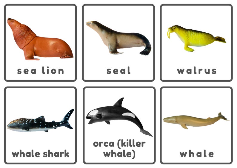 Montessori Kmart Sea Animal Exact Match Cards - Etsy